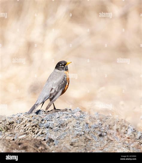 American Robin On The Ground With Brown Spring Grass Background Stock