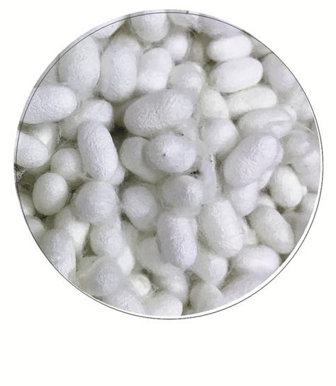 蚕宝宝走进工厂吃饲料