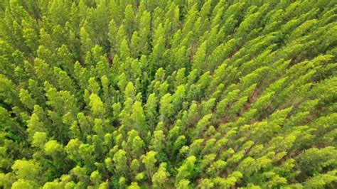 Pine Forest Aerial Top View From Above Stock Footage Video Of Forest