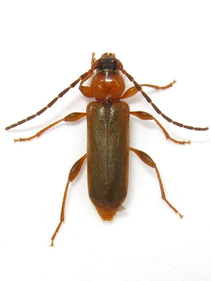 Tanbark Borer Phymatodes Testaceus Bugguidenet