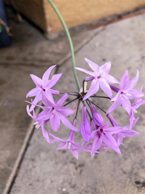 Tulbaghia Violacea Society Garlic 10 Seeds Etsy Uk