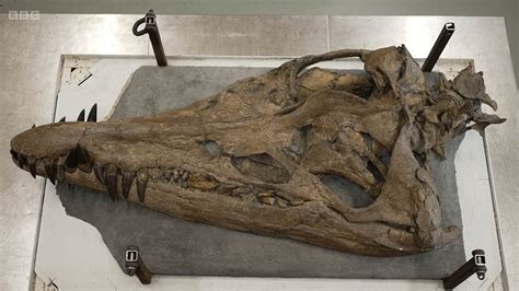 Pliosaur Discovery Gigantic Skull Of Sea Monster Is Found On The