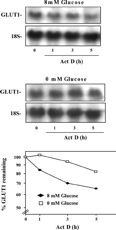 Effect Of Decreasing Glucose Levels On Glut1 And Glut3 Mrna Levels In