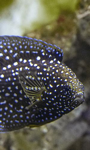 Le Poisson Comète Oceanopolis