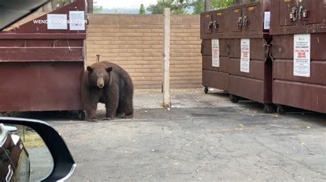 Alarm In Lake Tahoe After Posters Are Found Encouraging People To Feed