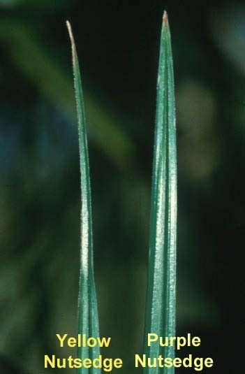 Yellow Nutsedge Yellow Nutgrass Pests Georgiaturf