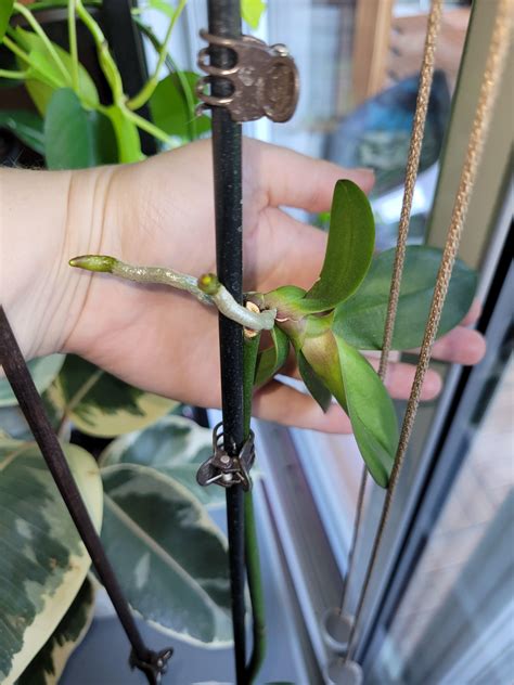 Tiny Flies In My Orchids R Orchids