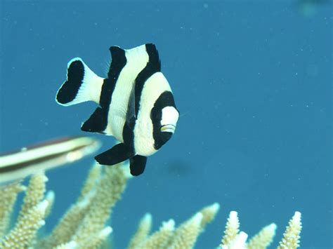 ヨスジリュウキュウスズメダイ Setsukos Room 海の生き物図鑑