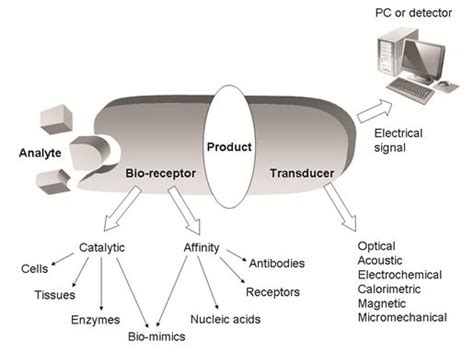 21 Schematic Representation Of A Biosensor The Dierent Biorecognition
