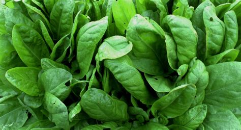 Azedinha é Planta Rica Em Antioxidantes E Pode Ser Consumida Na Salada