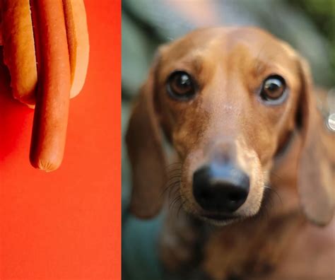 Get Your Weiners Ready A Derby Is Coming To Lubbock This Weekend