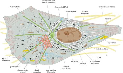 Cells And The Diversity Of Life Diagram Quizlet