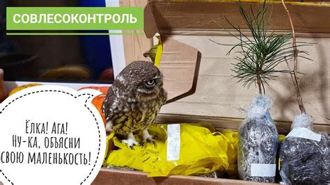 Сова из СовЛесоКонтроля Сыч Лучик распаковывает деревья из