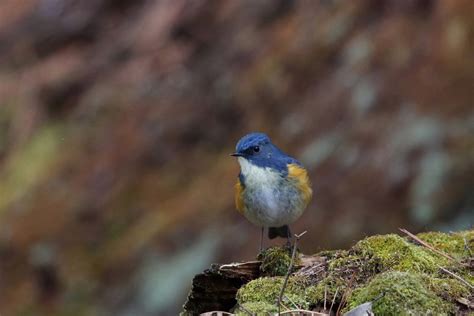 ルリビタキ マチコさんの気ままにデジカメ