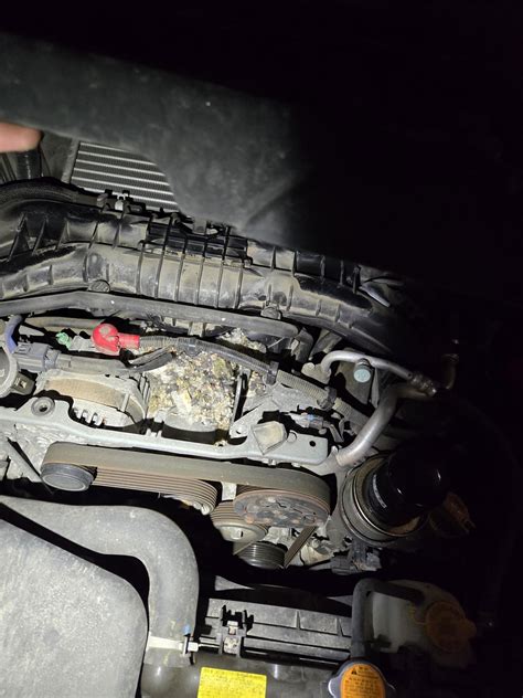 Need Help Identifying Chewed Wires R Autorepair