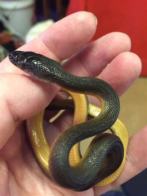 Liasis Fucuswater Python