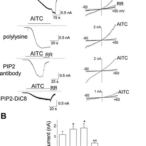 Phosphatidylinositol 4 5 Bisphosphate Pip2 Does Not Activate Download Scientific Diagram