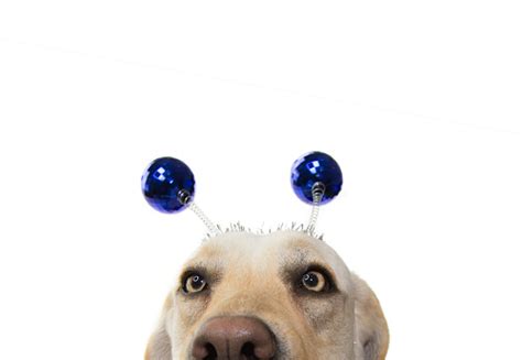 새해를 축하하는 클로즈업 개 외계인과 틴셀 화환처럼 파란색 디스코 볼 보퍼와 디아뎀을 입고 카니발 파티 디아뎀에 대한 스톡 사진 및 기타 이미지 Istock