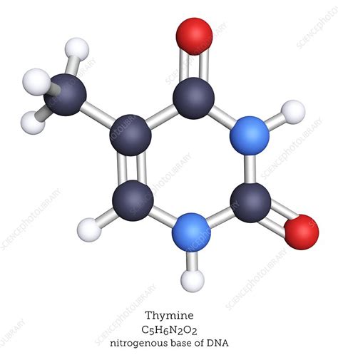Molecular Model Of Thymine Nitrogenous Base Stock Image C0487385
