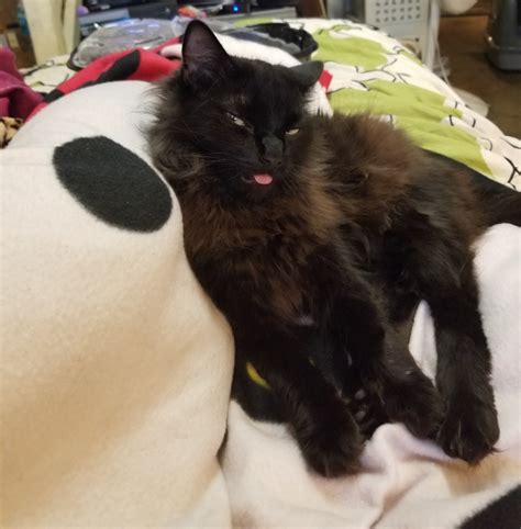 Post Your Cats On Your Bed Page 5 Thecatsite