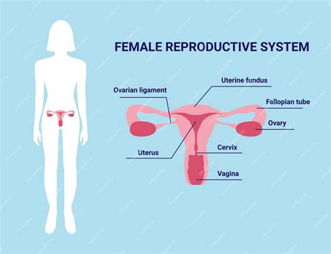 Premium Vector Female Reproductive System Uterus Organs With