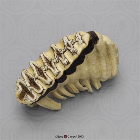 African Elephant Tooth Bone Clones Osteological Reproductions