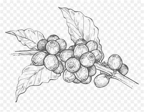 ᐈ Dibujos De Frutas【top 30】un Delicioso Boceto