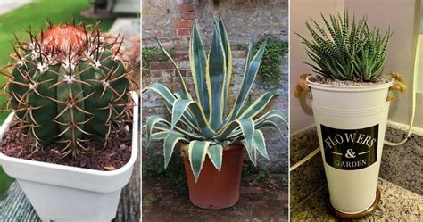 Beautiful Succulents That Look Like Lips Succulent Garden Web