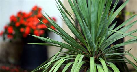 Learn How To Develop Yucca Crops In Containers Home Garden Trends