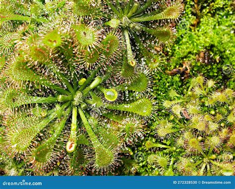 Spoon Leaved Sundew Plant Drosera Spatulta Capensis Fraser Island