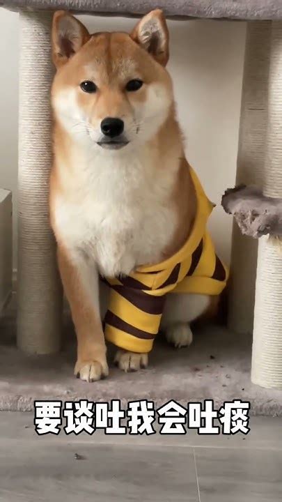凭啥看不上我大八嘎？柴犬 铲屎官的乐趣 萌宠 Youtube