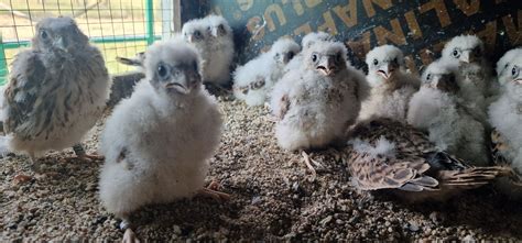 Асоциация на Парковете в България Асоциацията на парковете в България изпрати искане до