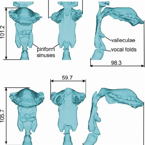 Fe Model Of The Vocal Tract For Phonation On The Vowel A Which Download Scientific Diagram