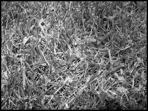 Grayscale Grass 3 By Wiebkefesch On Deviantart