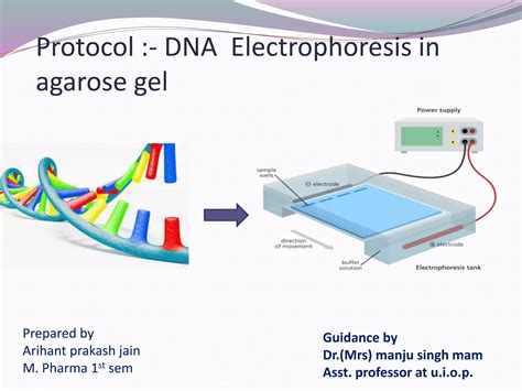 Protocol Of DNA Gel Electrophoresis In Agarose Gel For Experimental