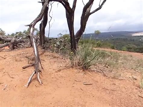 Stinging Ants Biting On Cock Gay Porn Xhamster