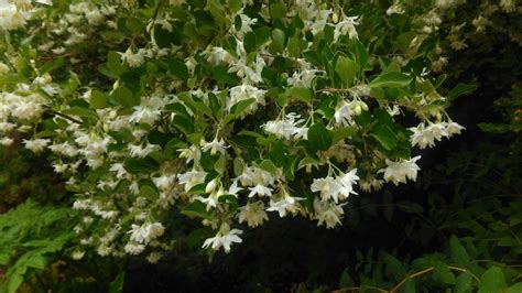 Styrax Officinalis Trees And Shrubs Online