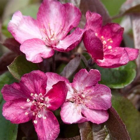 Crabapple Gallon Robinson Garden Adventures Nursery
