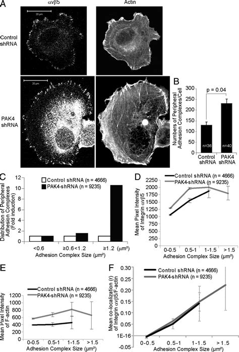 Influence Of Pak4 Knockdown On Cmac Size Number Integrin Clustering