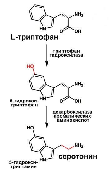 Презентация на тему Серотонин