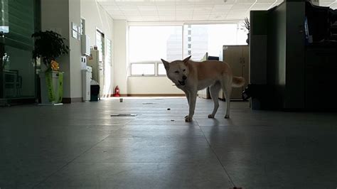 추운 겨울 날 공장개 실내 사무실에 들어와서 간식 먹기 L 올 해 돌본 지 8년차 인데도 아직도 약간 경계를 한다는 것이 믿을 수 없다 L 먹을 거 앞에서는 나도 몰라보는