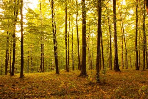 Forest Stock Photo Colourbox