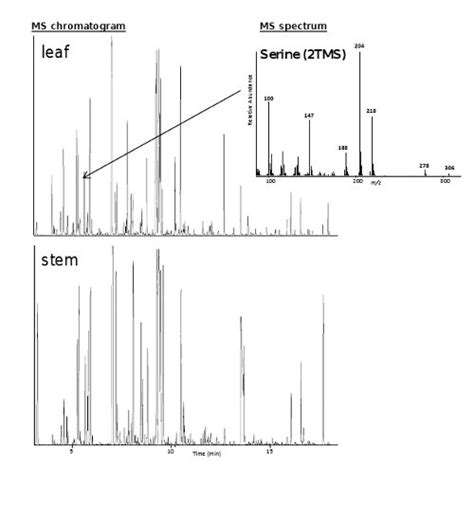 Transcript And Metabolite Profiling For The Evaluation Of Tobacco Tree
