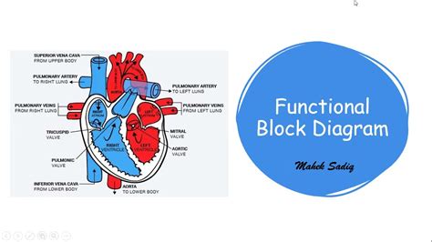 Functional Block Diagram Fbd For The Cardiovascular System Youtube