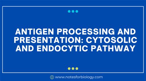 Antigen Processing And Presentation Cytosolic