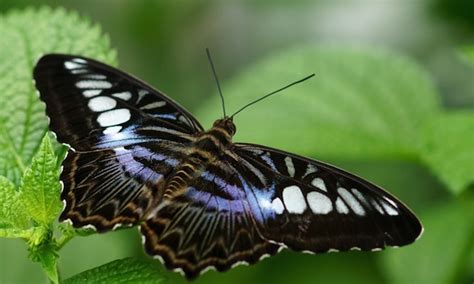 Beautiful Butterflies