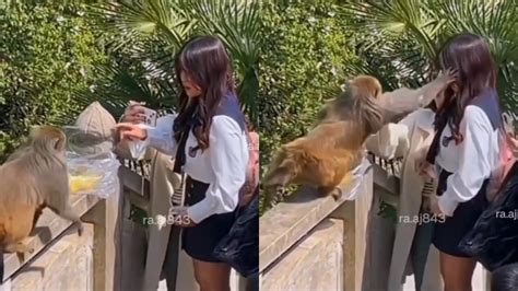 Monkey Slaps Girl After She Lovingly Gives Him Mangoes To Eat Watch