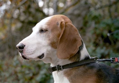 Brachet Allemand Chiot