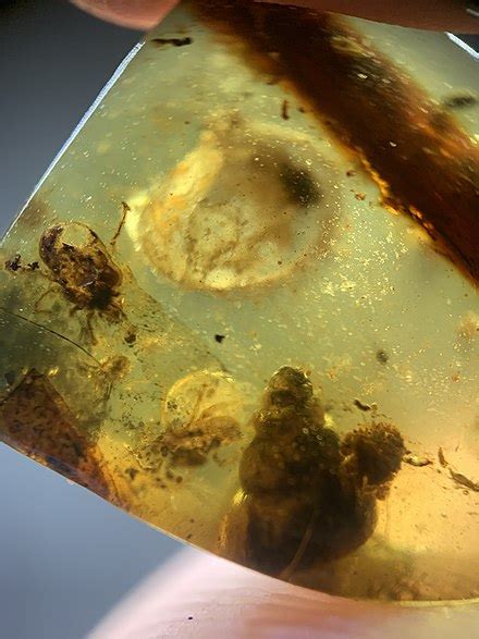Amber Wikipedia