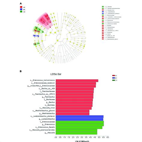 Cladogram Showing The Phylogenetic Distribution Of Bacteria After 60